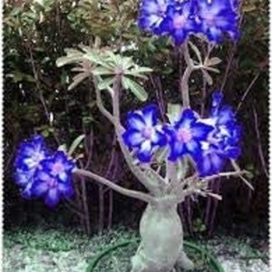 Rare-desert ROSE Triple Crown( Adenium Obesum) -grow Indoors or Out 2 ...