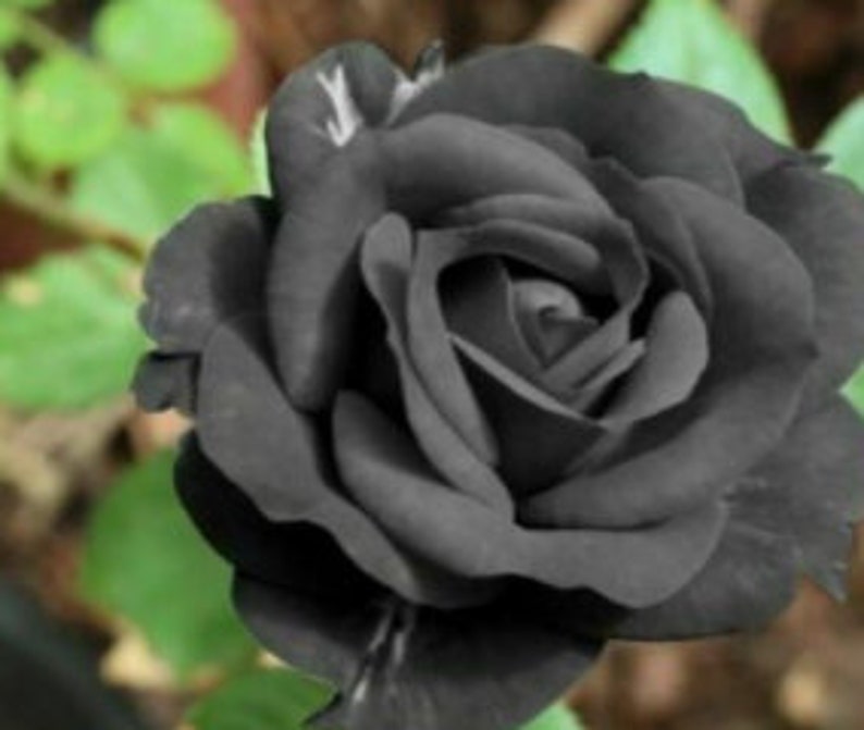 RARE English Black dark Purple ROSE Flower Plant 2 10 20 - Etsy