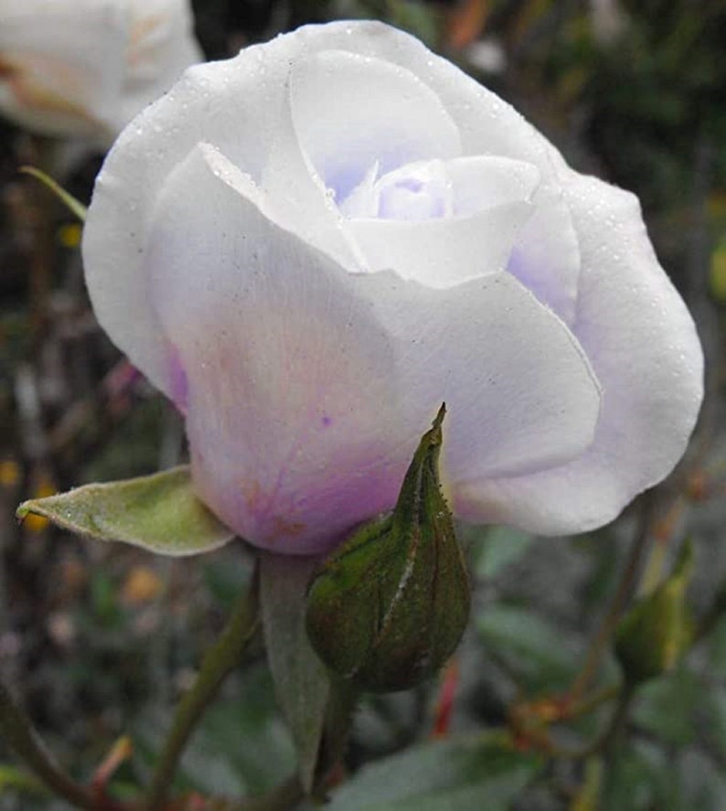 RARE German White Delight ROSE Flower Bush Plant 310 20 or - Etsy