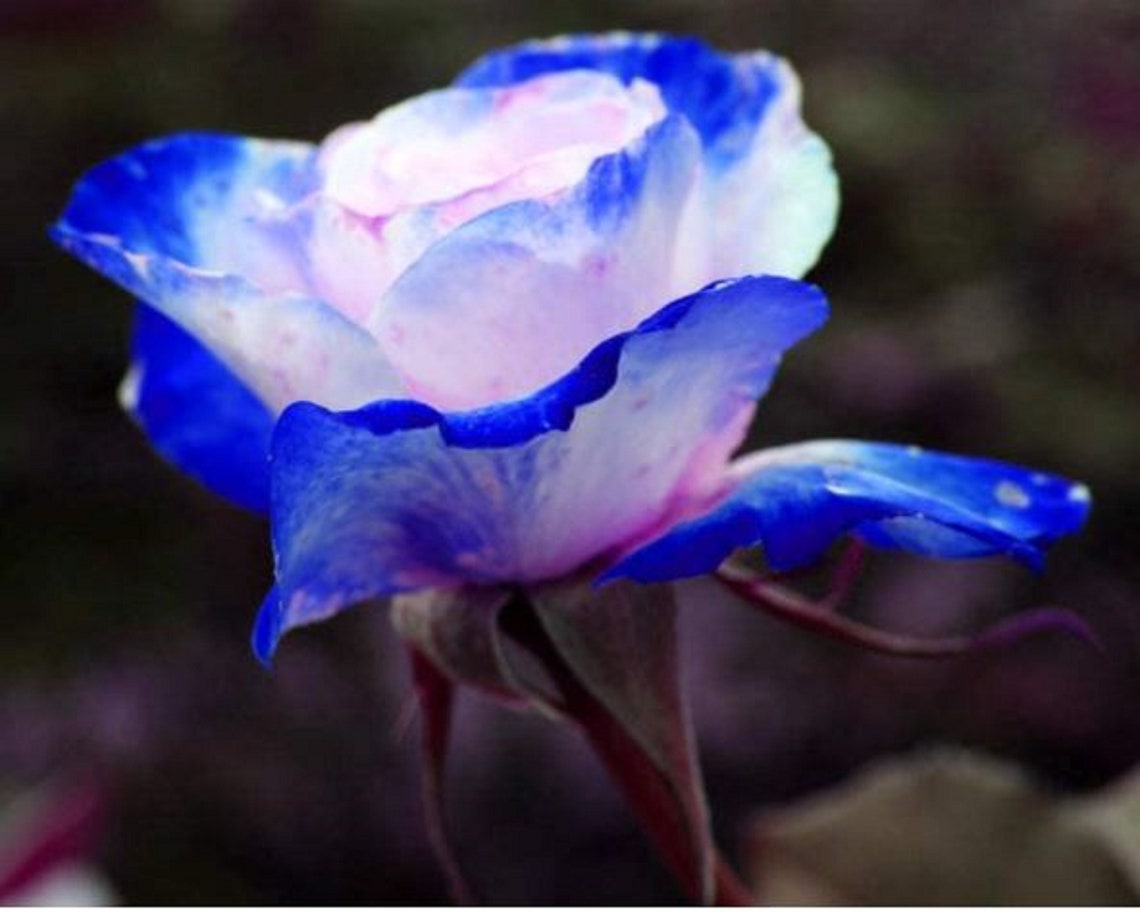 RARE Blue Pink ROSE Flowers Tree Bush21020 or 30 Seeds no - Etsy