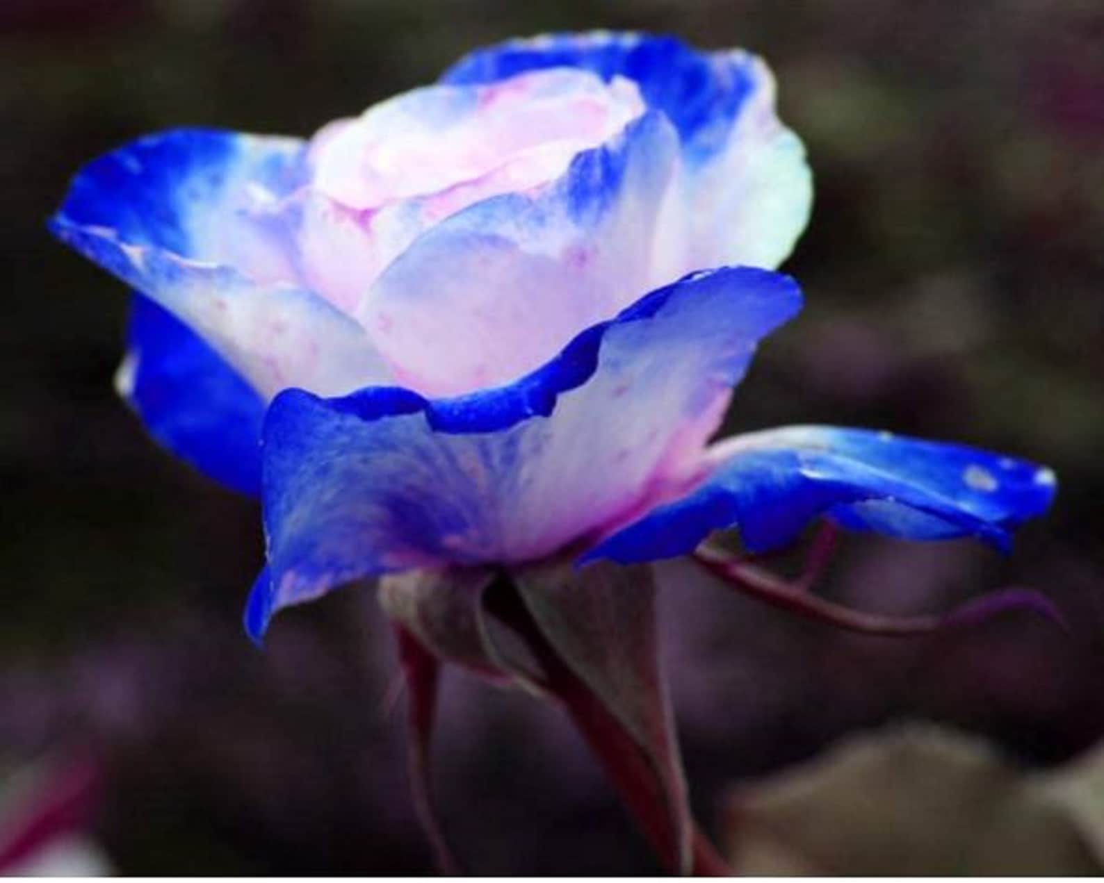 RARE Blue Pink ROSE Flowers Tree Bush31020 or 30 Seeds no - Etsy