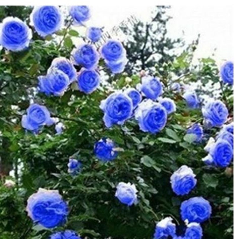 RARE-CLIMBING ROSE Blue Bush Scented 3 10. 20 or 30 Seeds | Etsy