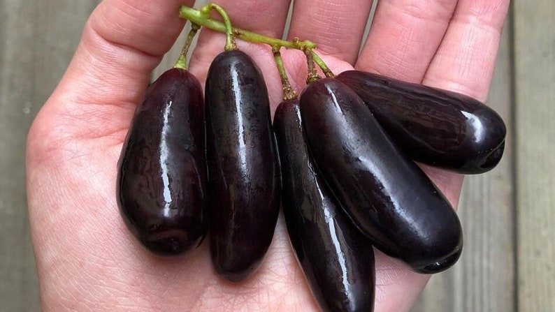 RARE Moon Drop Giant GRAPES -the Largest Grapes We've Seen! Sweet ...