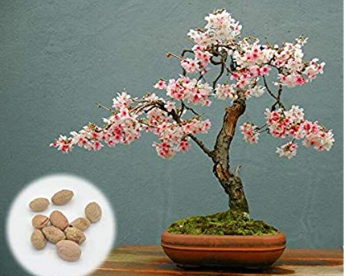 RARE English Baby Pink Rose-bush 3 10 or 20 SEEDS combined - Etsy