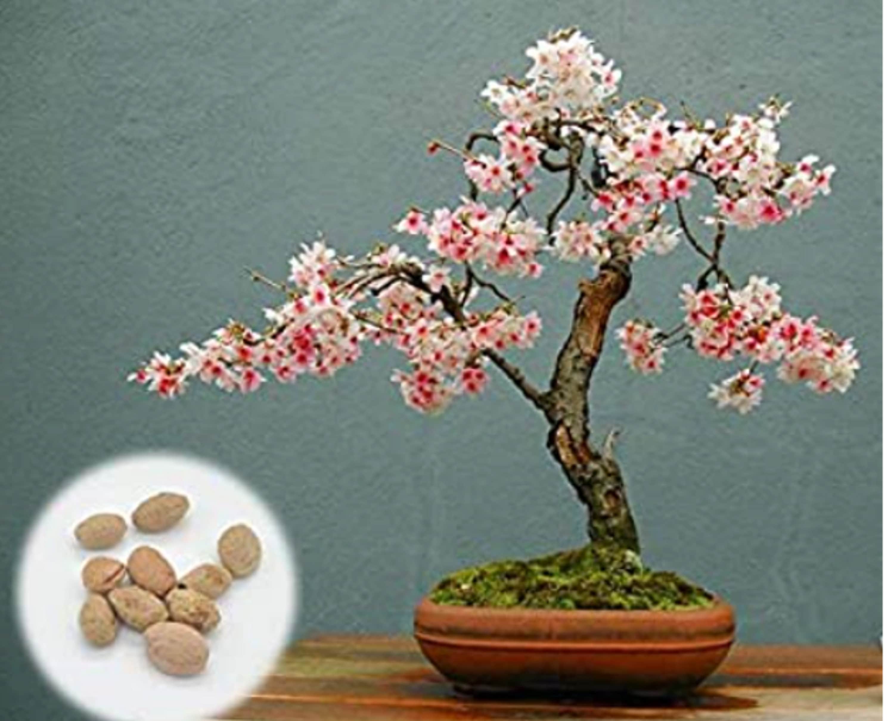 Rare Bonsai CHERRY Blossom Tree 5 or 10 SEEDS no Plant - Etsy