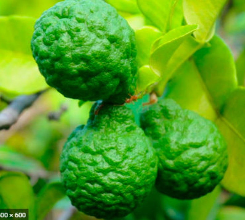 RARE Kaffir Lime-grows Indoors in a Tree Pot or Out 5 SEEDS - Etsy
