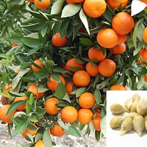 RARE Dwarf Mandarin Orange-grows Indoors in a Pot or Out(2,6,10 Seeds ...