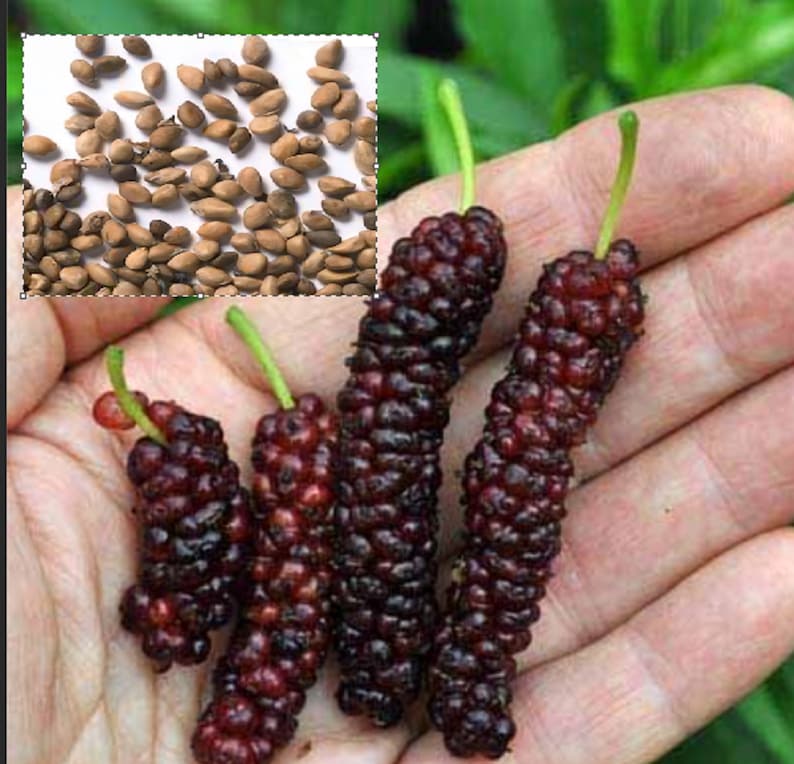RARE Giant Mulberry-grow Indoors or Out-delicious Fruit 5,30, 100 or ...
