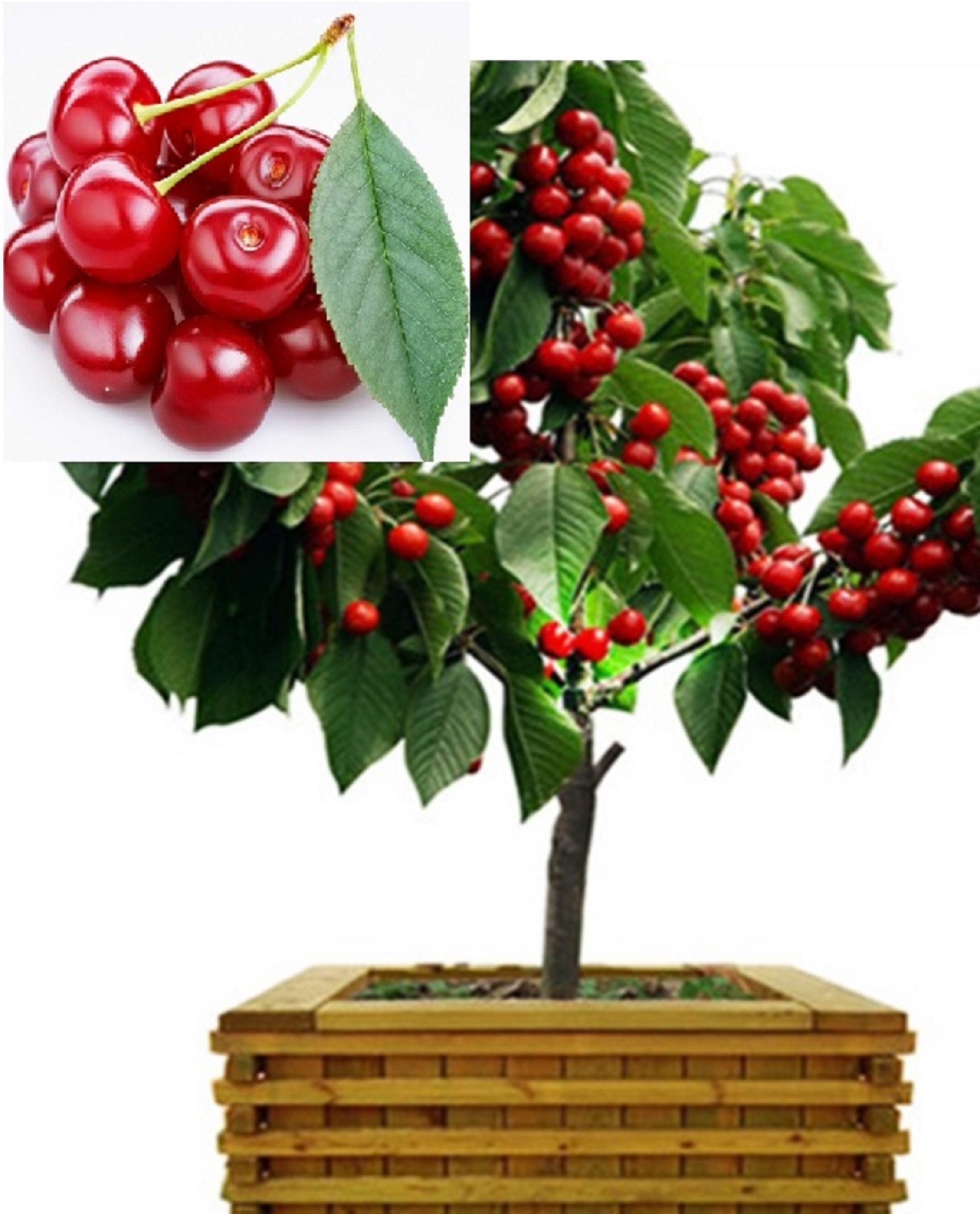 Rare Dwarf TULARE CHERRY Fruit (2,6 Or10 Seeds)-great for Growing ...