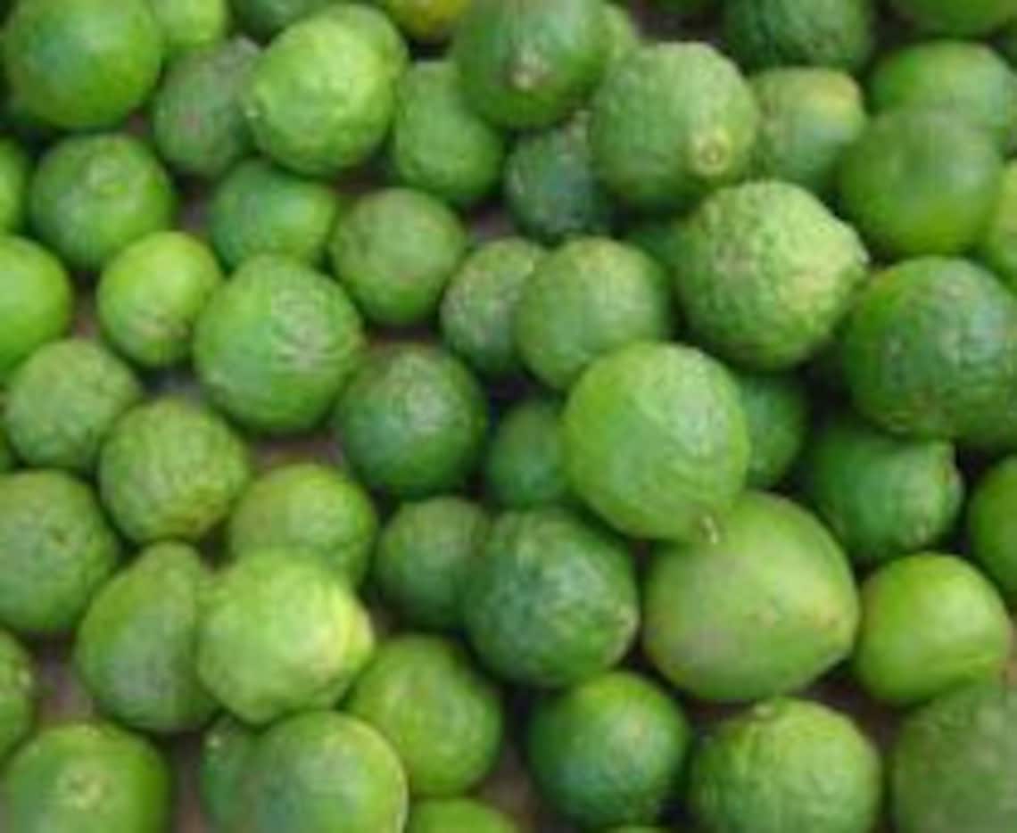 RARE Kaffir Lime-grow Indoors in a Pot or Out (2,5 or 10 SEEDS) Very ...