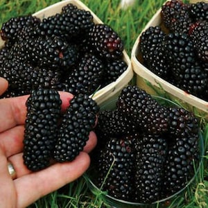 Rare GIANT BLACKBERRY Columbia Thornless Sweet Powerfood Fruit SEEDS ...