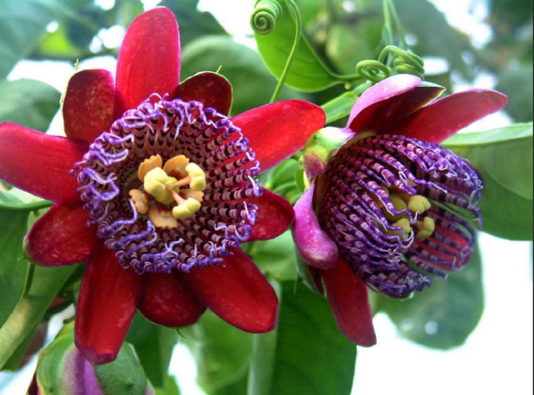 N RARE Giant Granadilla Passion Fruit PASSIONFRUIT Fruit Tree 3, 6 or ...