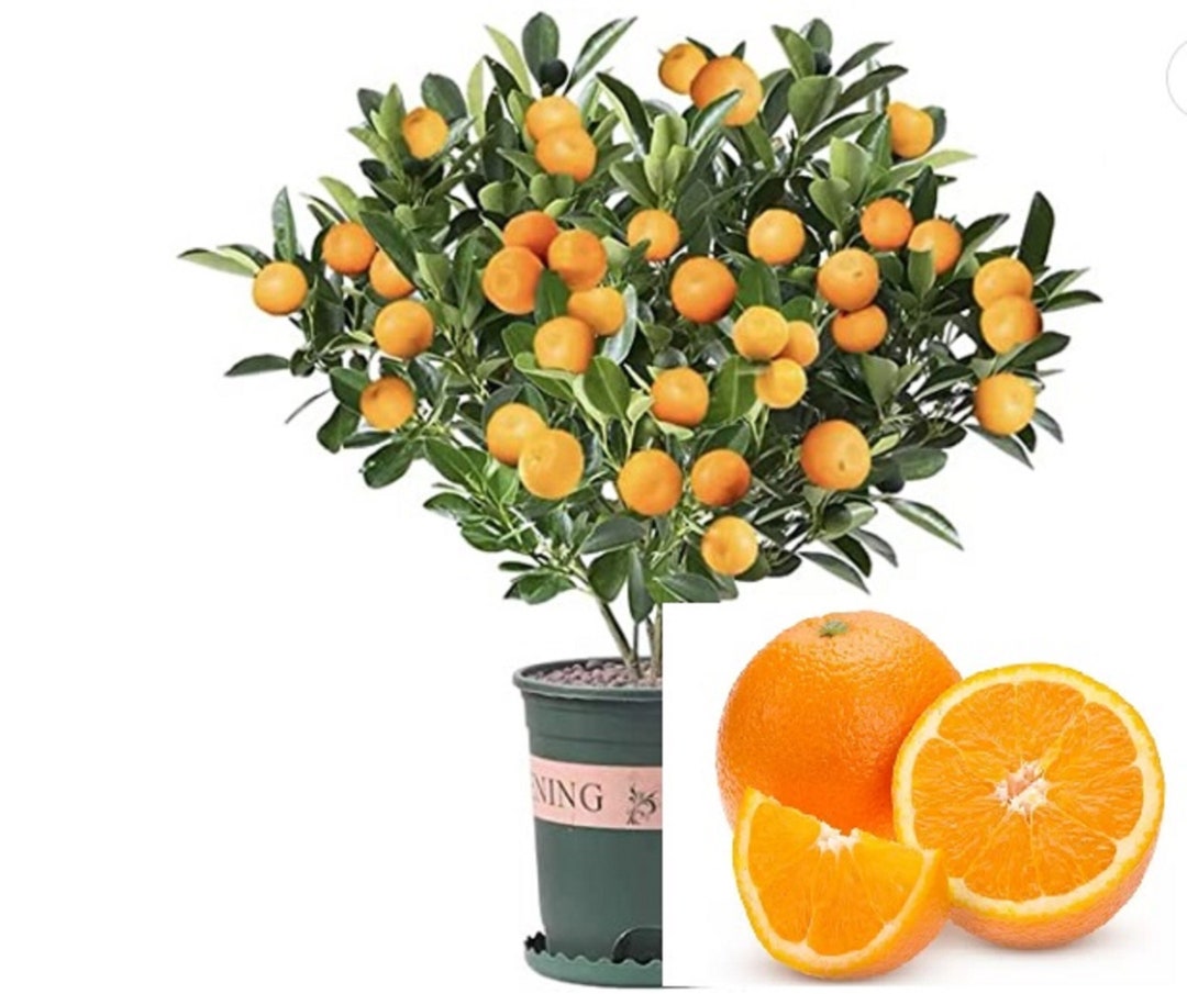 RARE Dwarf Orange-great for Growing Indoors (2.5 or 10 SEEDS) Very Sweet Fruit Tree(non-gm0 ...