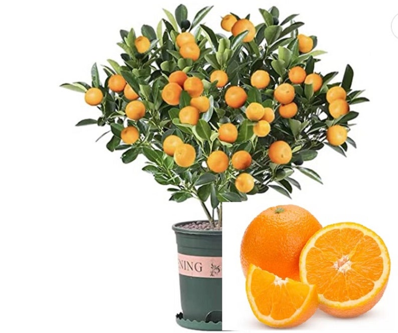 RARE Dwarf Orange-great for Growing Indoors (2.5 or 10 SEEDS) Very ...