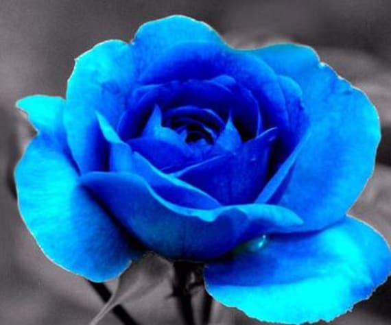 RARE Ghost Blue ROSE Flower Tree Bush 310 20 or 30 Seeds | Etsy