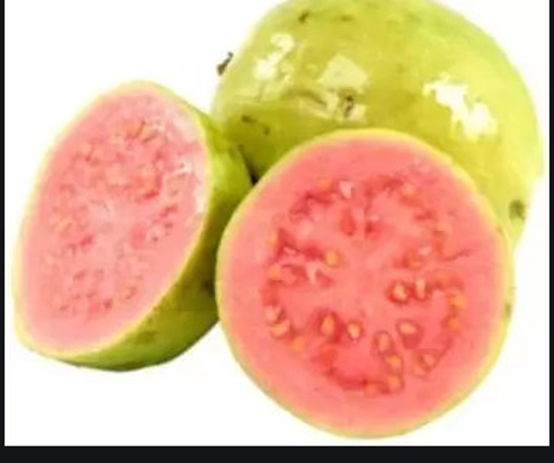 Rare GIANT GUAVA Fruit Plant 3 10 or 30 Seeds-combined - Etsy