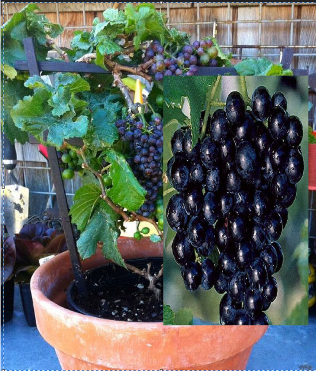 RARE Dwarf MINIATURE Pixies Grapes (2, 10 or 30 SEEDS + Instructions ...