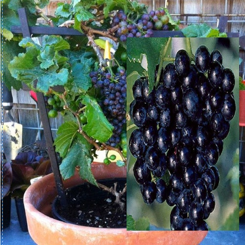 RARE Dwarf MINIATURE Pixies Grapes 2 10 or 30 SEEDS - Etsy