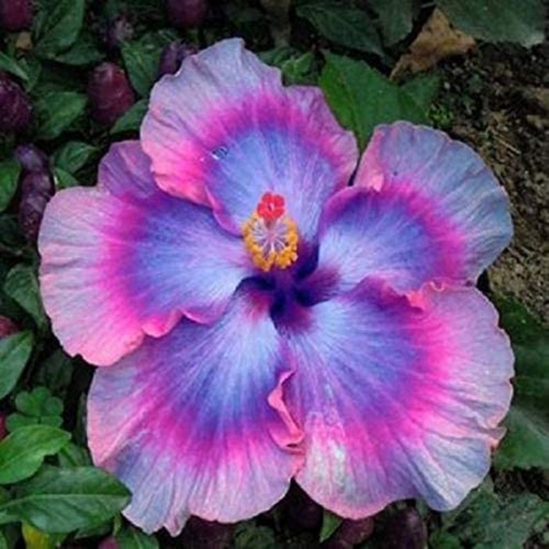 RARE Purple & Pink Giant Hibiscus-gorgeous ( 2,6 or 10 SEEDS) -fresh ...