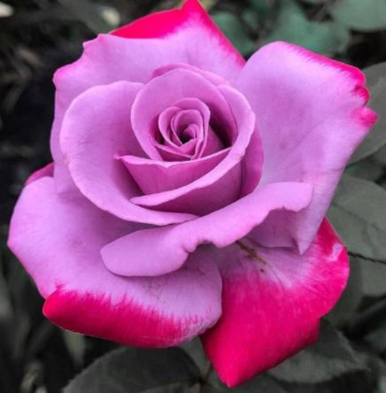 RARE Purple Red ROSE Flower Tree Bush 3 ,10 or 20 Seeds (no Plant ...