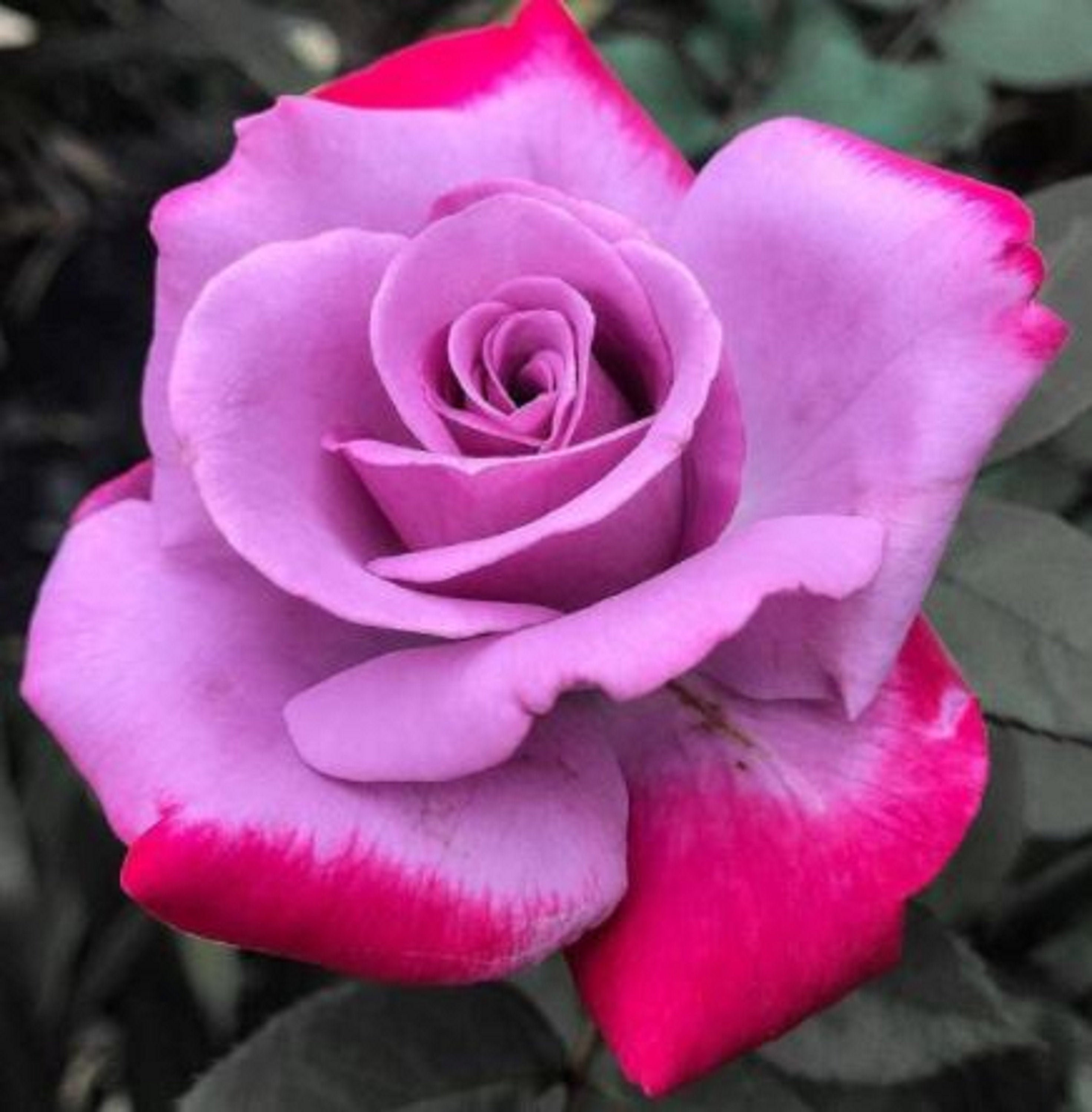 RARE Purple Red ROSE Flower Tree Bush 3 ,10 or 20 Seeds (no Plant ...