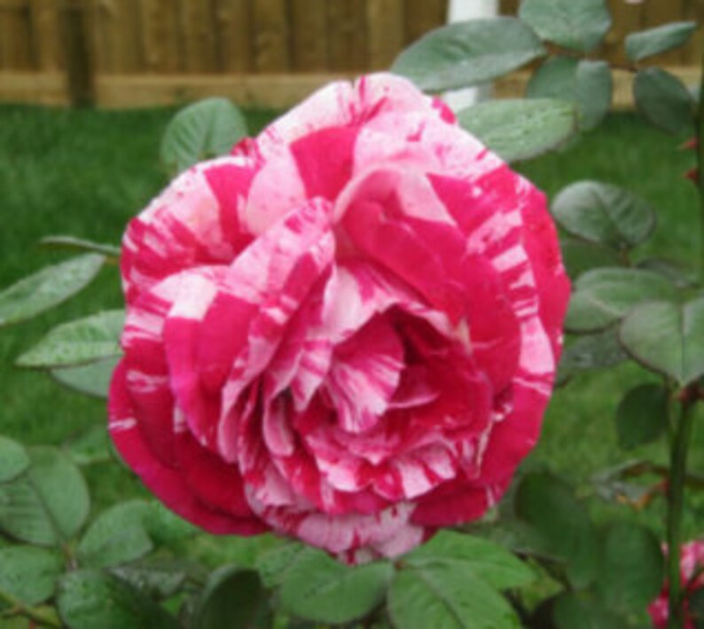 Rare Scented PINK DRAGON ROSE tree flower Bush 10 or 20 seeds | Etsy