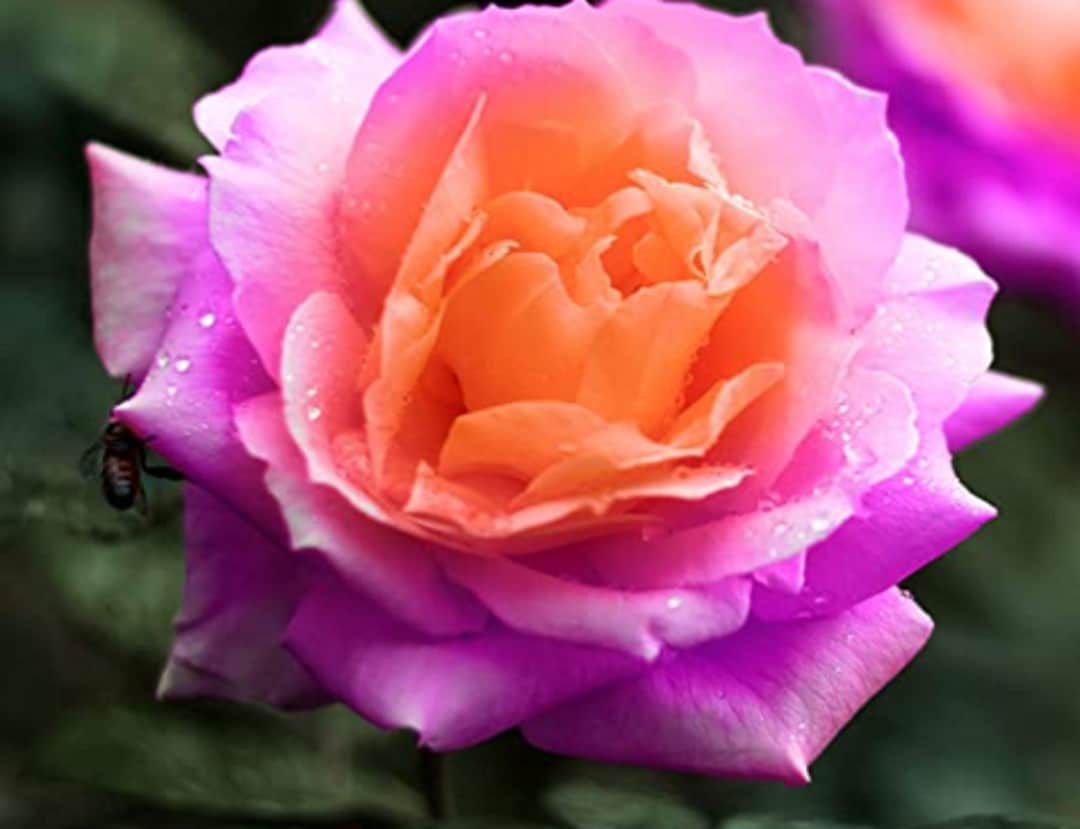RARE English Delisse ROSE Flower Tree Bush (3,10,20 or 30 Seeds)(no ...