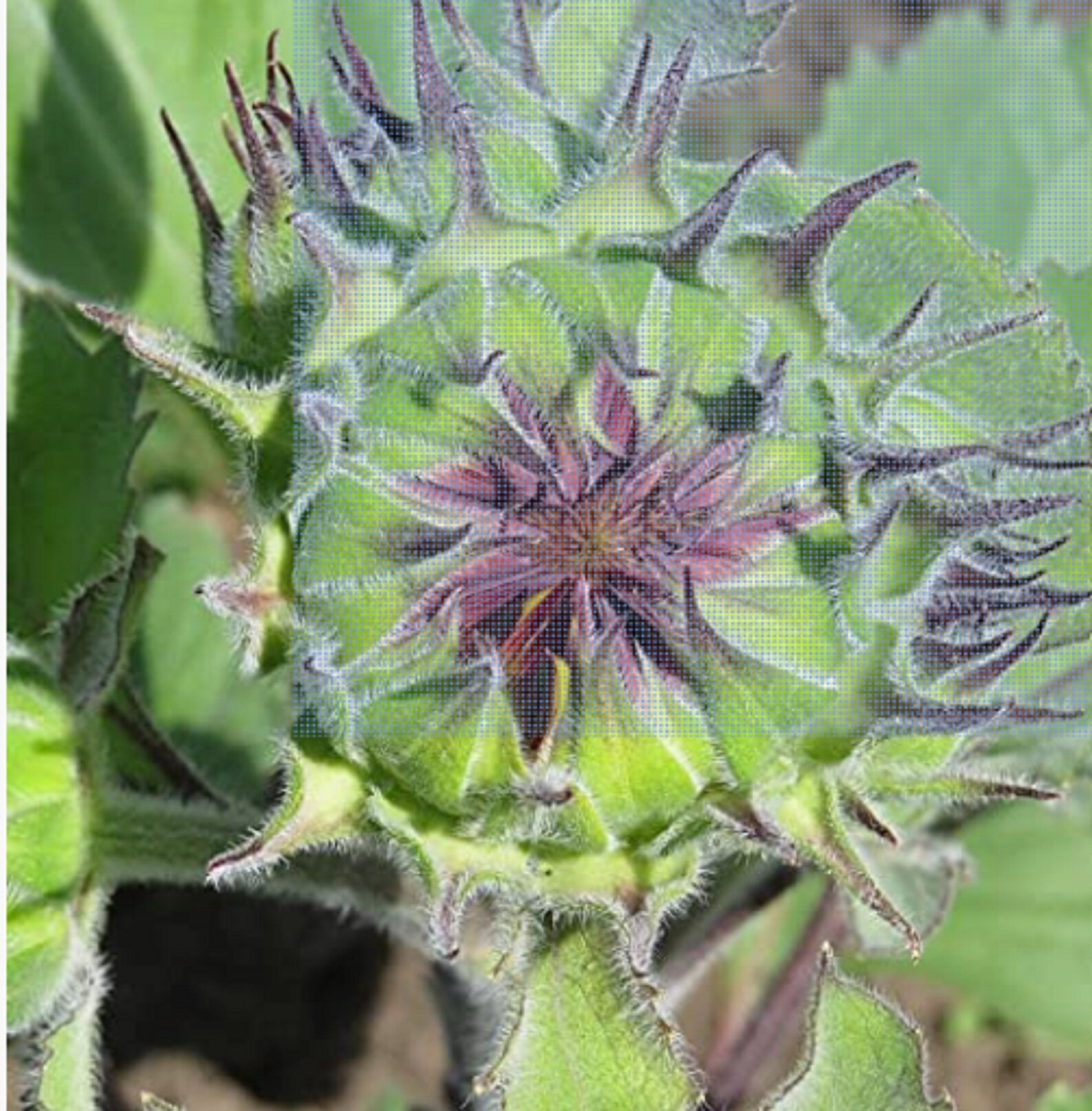 RARE Purple SUNFLOWER- Exotic & Gorgeous Vivid Color - 2,6 0r 10 SEEDS ...