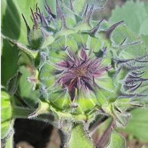 RARE Purple SUNFLOWER- Exotic & Gorgeous Vivid Color - 2,6 0r 10 SEEDS ...