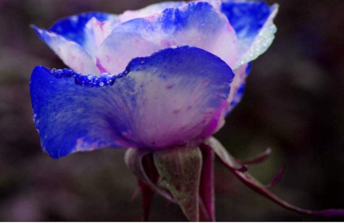 RARE Blue Pink ROSE Flowers Tree Bush31020 or 30 Seeds no - Etsy