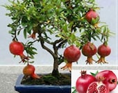 RARE Bonsai DWARF POMEGRANATE Tree Fruit 5 15 or 30 Seeds - Etsy