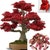 RARE-MINIATURE ROSE Red Flower Plant Tree 3,10,20 or 30 Seeds combined ...