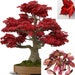 RARE-MINIATURE ROSE Red Flower Plant Tree 3,10,20 or 30 Seeds combined ...