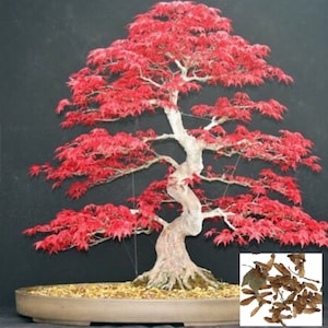 RARE Bonsai Japanese Red Mapple Tree) 2, 10 ,20 or 40 SEEDS)- Air ...