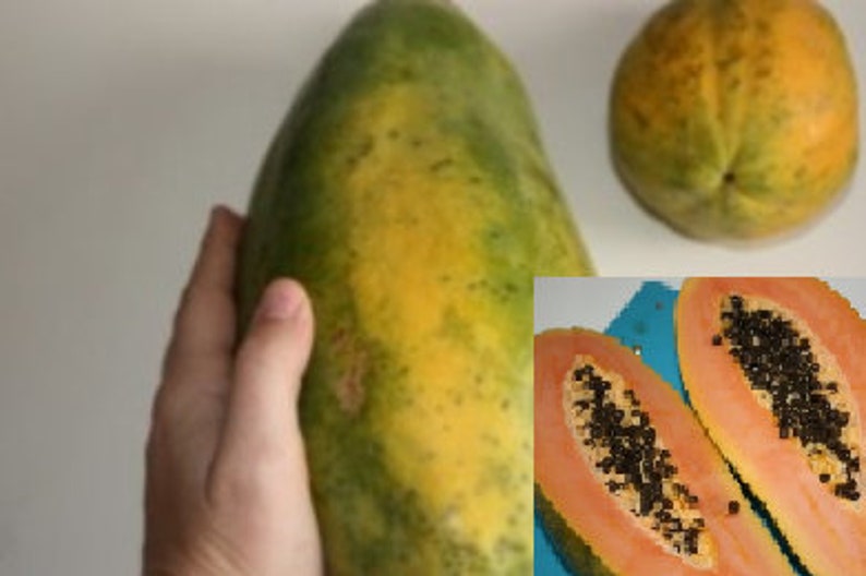 RARE Red Royale Papaya 3 ,10 or 20 Seeds Combined Shipping (pay ...