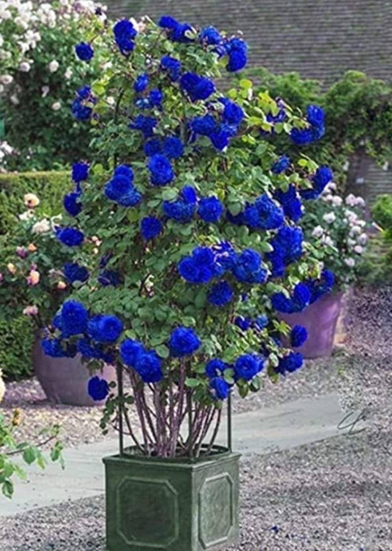 RARE-CLIMBING ROSE Blue Bush Scented 3 10 20 or 30 Seeds - Etsy