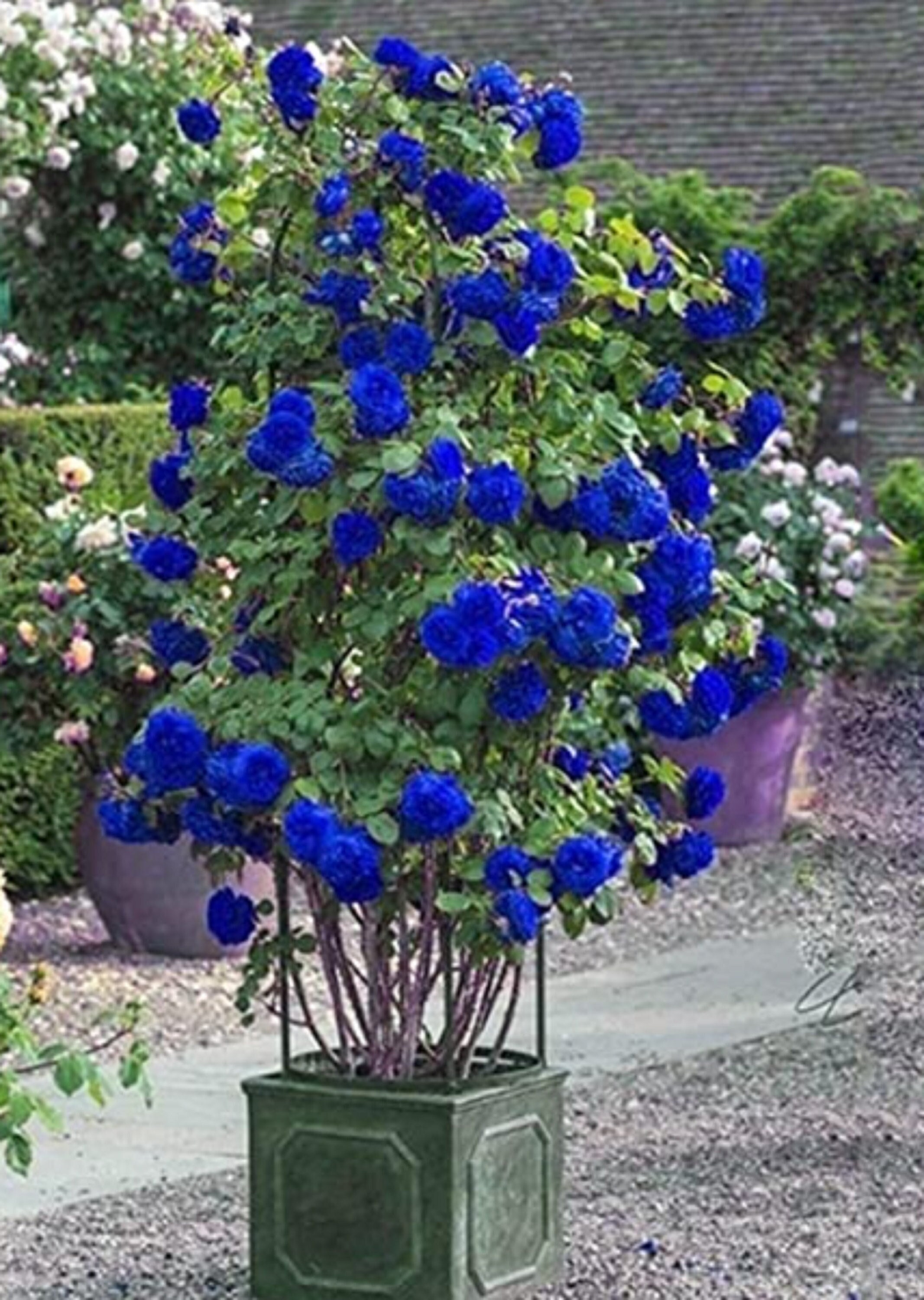 Blue Flower Climber