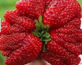 RARE Giant Mulberry-grow Indoors or Out-delicious Fruit 530 - Etsy