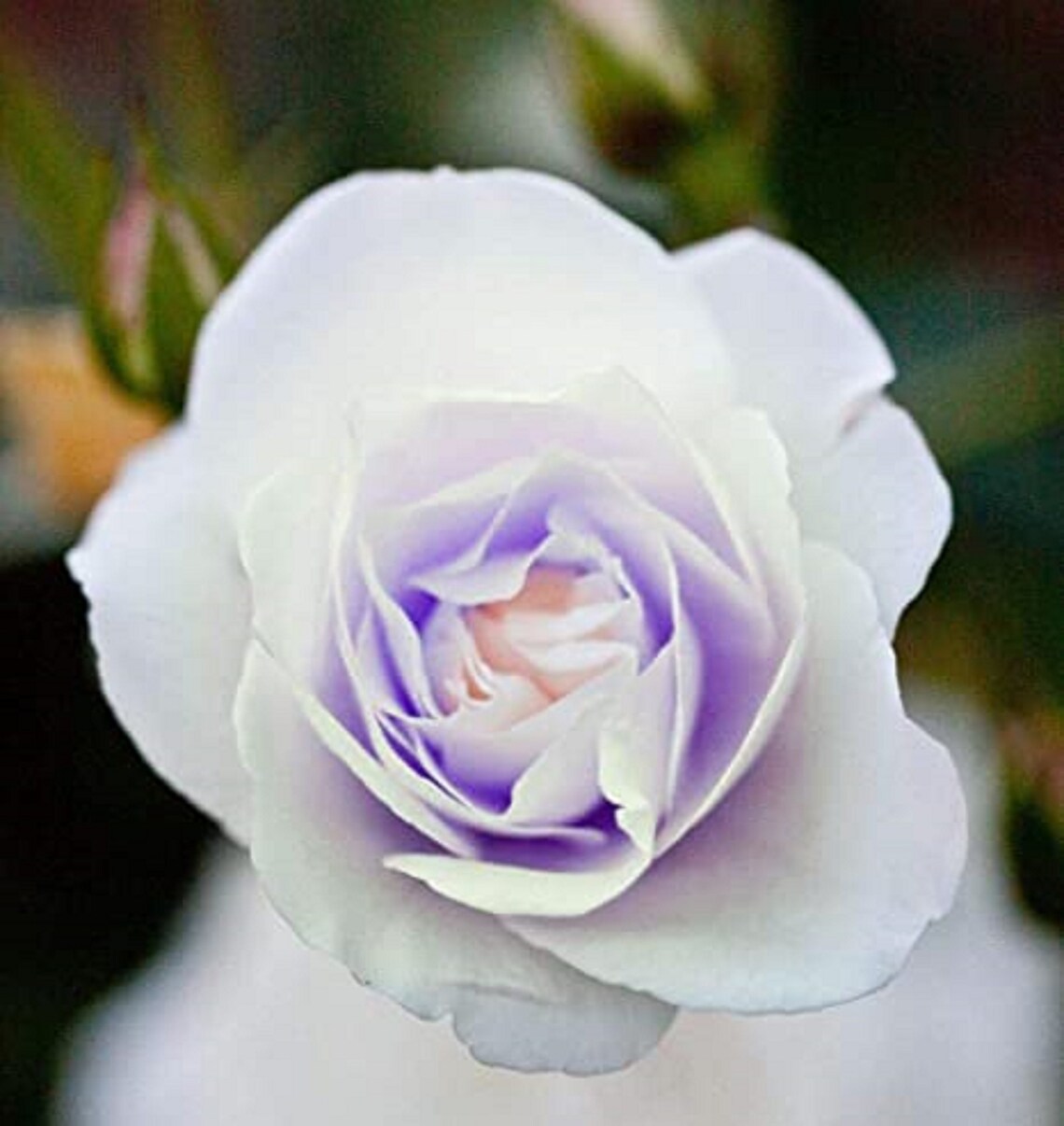 RARE German White Delight ROSE Flower Bush Plant (3,10, 20 or 30 SEEDS ...