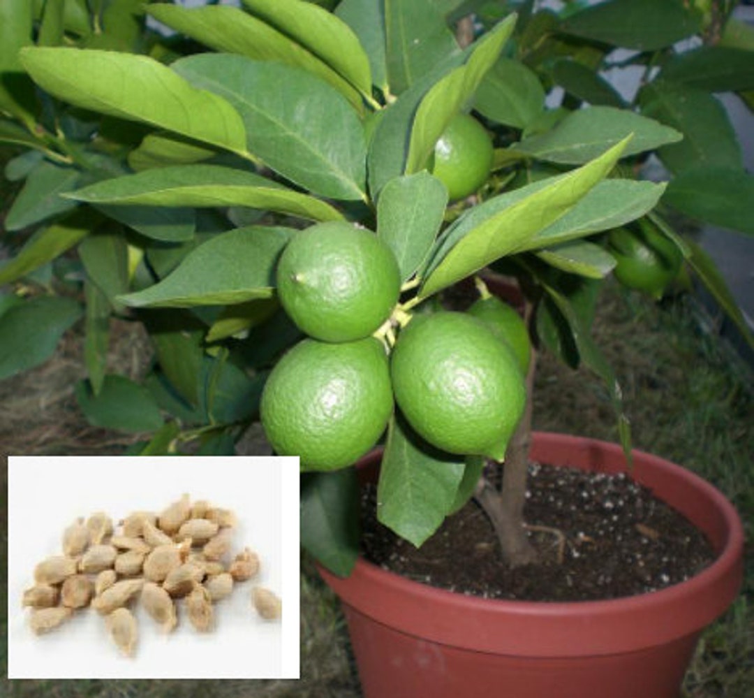 RARE Key LIME Fruit-grow Indoors in a Pot - Very Juicy Fruit- (fresh ...