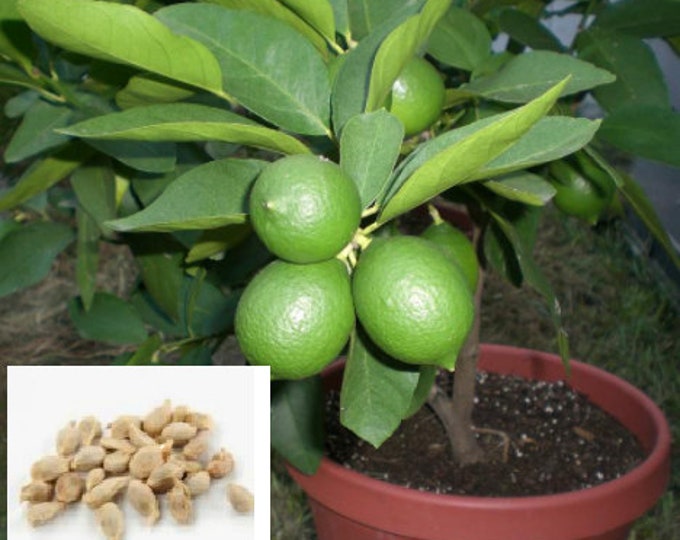 SEEDS RARE LIME Fruit 5 Seeds no Plant grow in or Out - Etsy