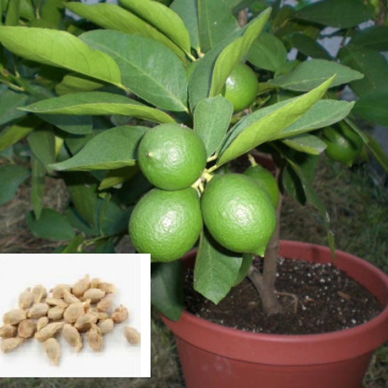 Persian Lime Tree - Etsy
