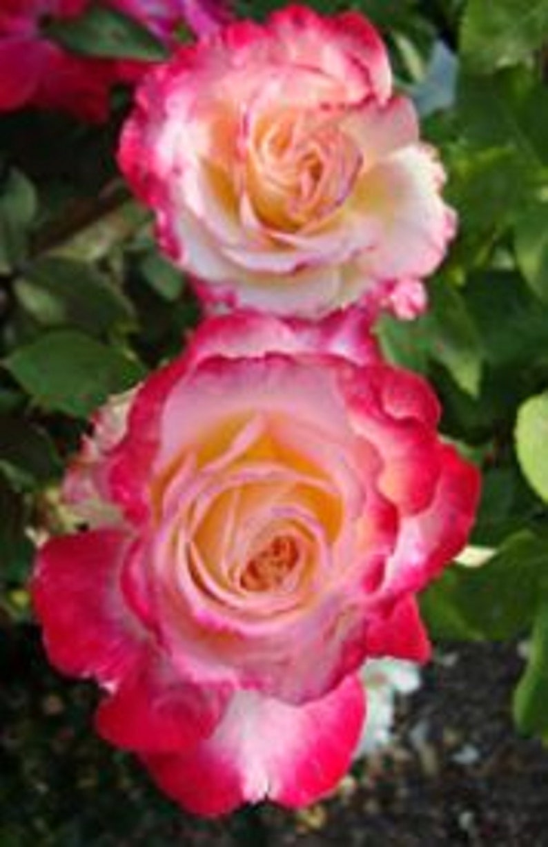 RARE Moonlight Pink ROSE Flower Tree Bush 5 10 or 20 Seeds | Etsy