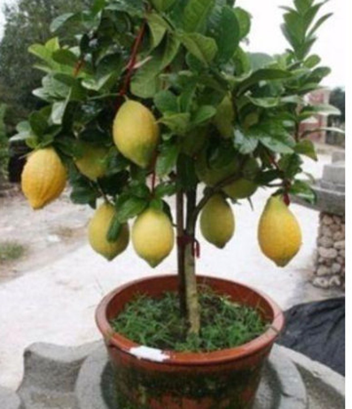 RARE Bonsai Dwarf LEMON Fruit 5 SEEDS very Juicy Can Grow - Etsy