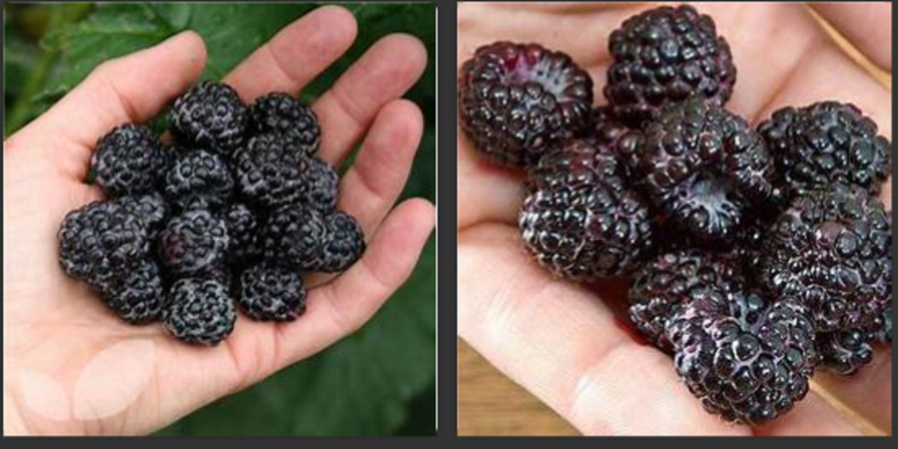 RARE Jumbo Jewel Black RASPBERRY Fruit Tree 5 30 60 Or120 - Etsy