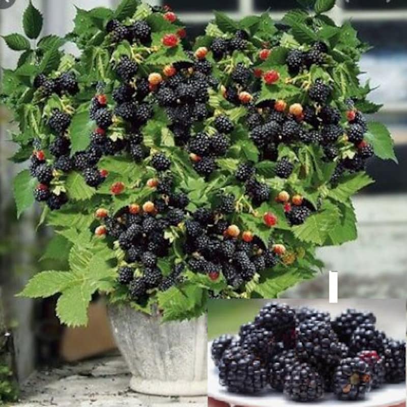 Ultra Dwarf Fruit Trees - Etsy