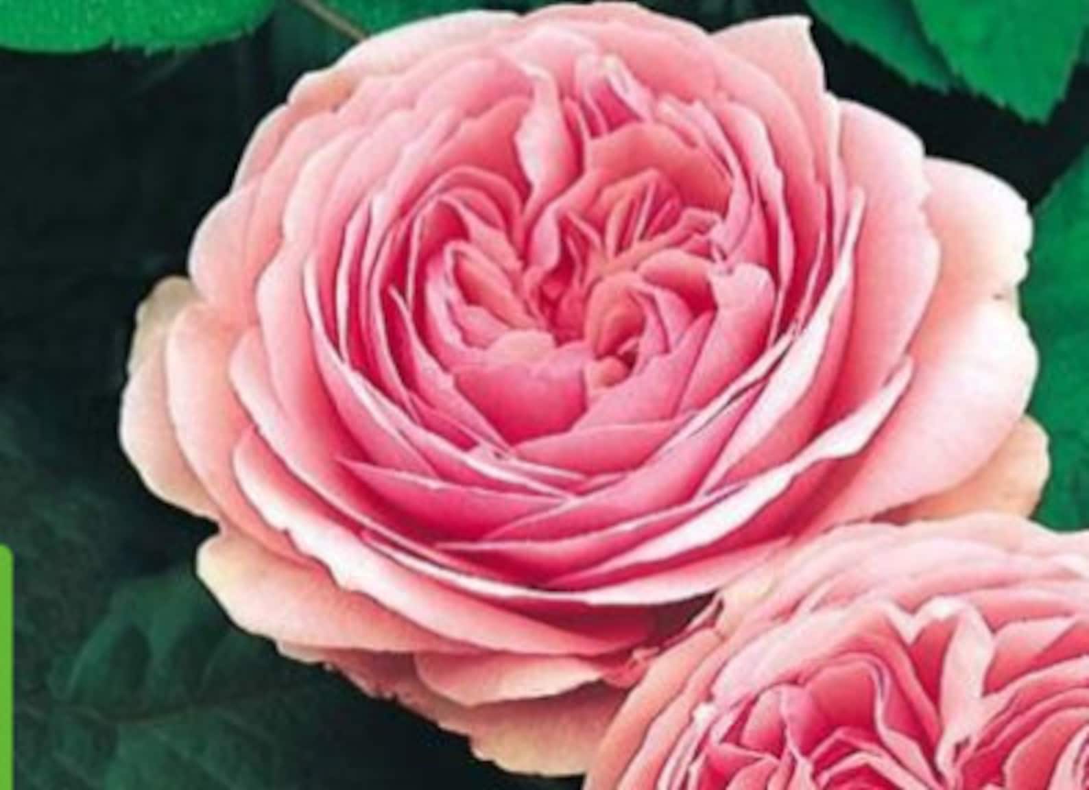 Rare Scented English PINK ROSE Tree Flower Plant 3 10 20 or - Etsy