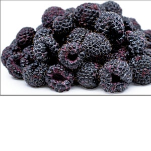 RARE Purple Royalty Raspberry Fruit Tree 5, 30 ,100 or 200 Seeds(no ...