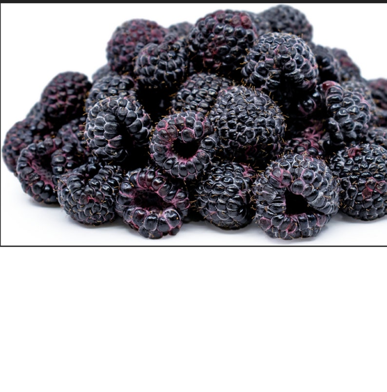 RARE Purple Royalty Raspberry Fruit Tree 5, 30 ,100 or 200 Seeds(no ...