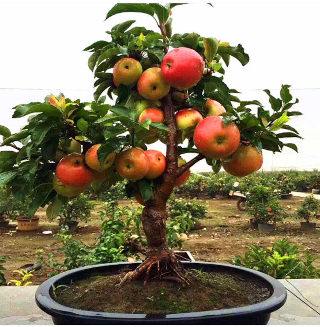 Dwarf Red Apple Tree Bonsai Seeds – Columnar Variety - Etsy